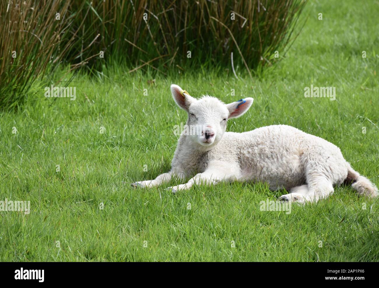 Dozing lamb hi-res stock photography and images - Alamy