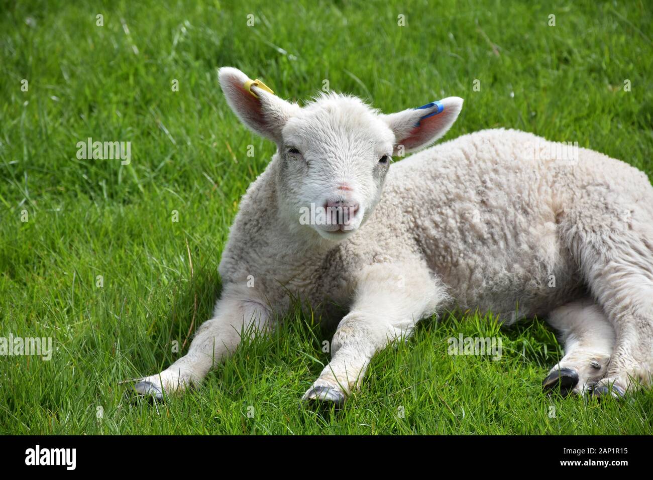 Lambs ewes close up hi-res stock photography and images - Alamy
