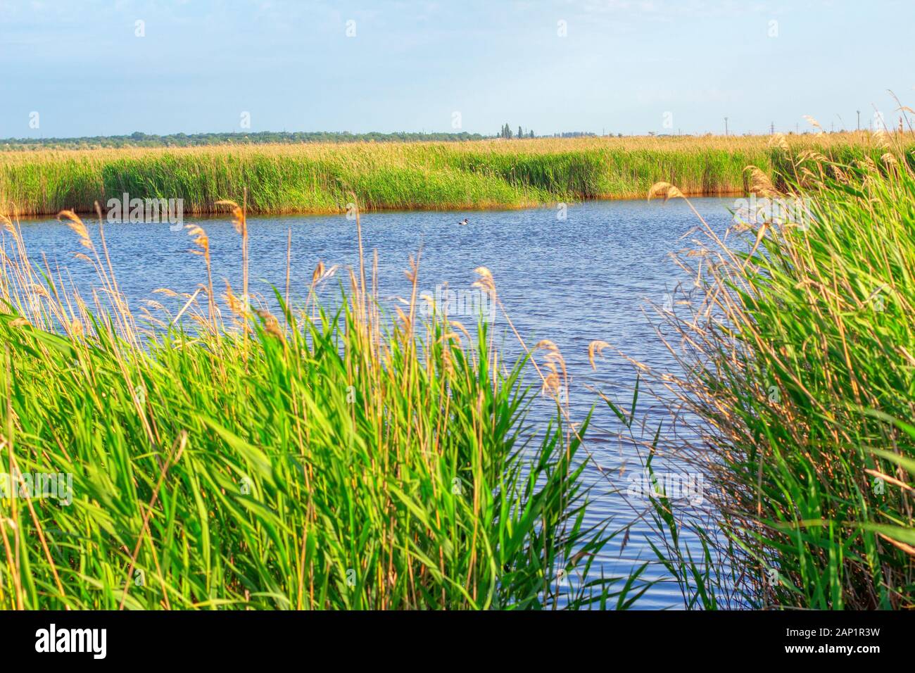 green reed at river in the spring Stock Photo - Alamy