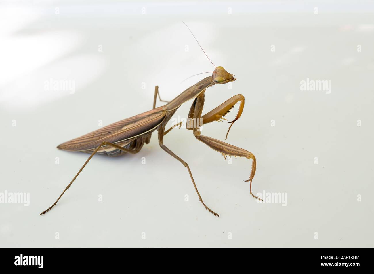 Brown mantis isolated on white background Stock Photo - Alamy
