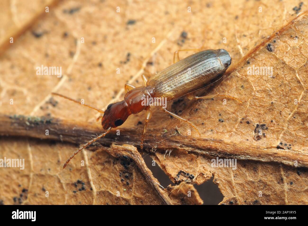 Ground beetles and ireland hi-res stock photography and images - Alamy