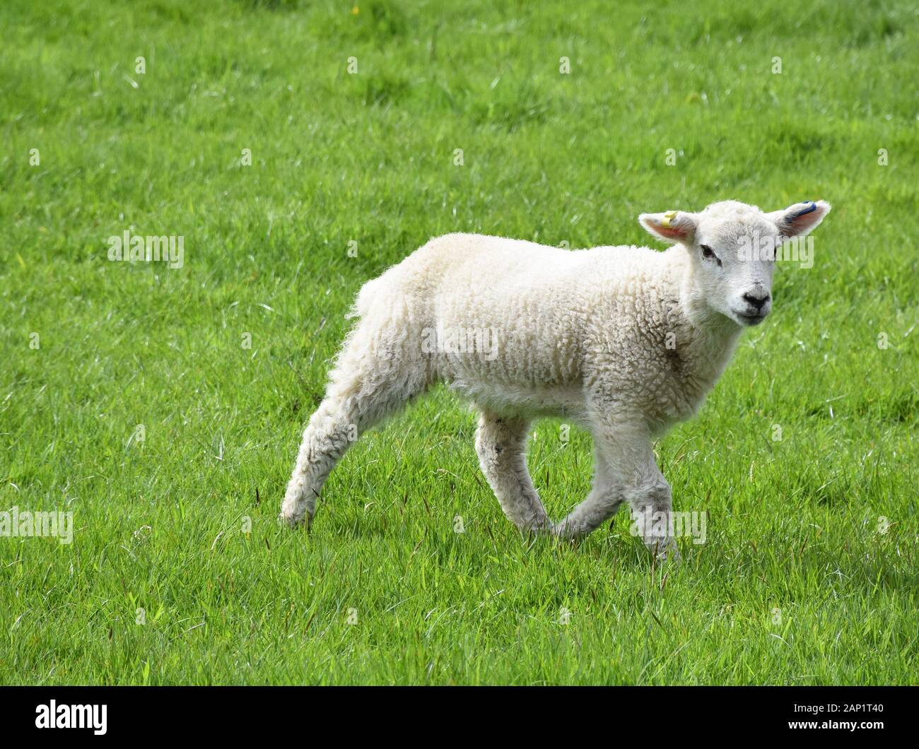 Frolicking lambs hi-res stock photography and images - Alamy