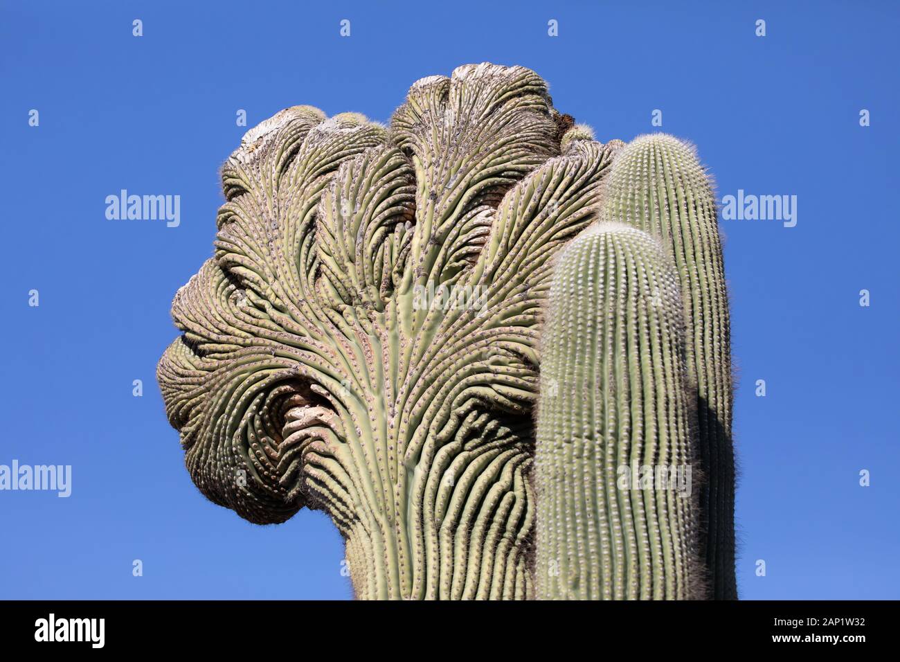 Crested Saguaros, Fan shaped Cacti in the Desert Botanical Gardens in ...