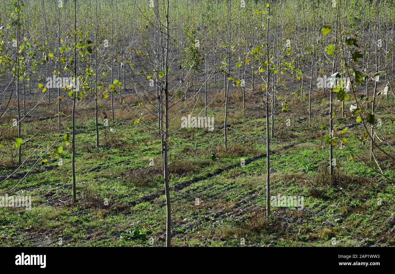 A small plantation of young trees that time will grow Stock Photo - Alamy