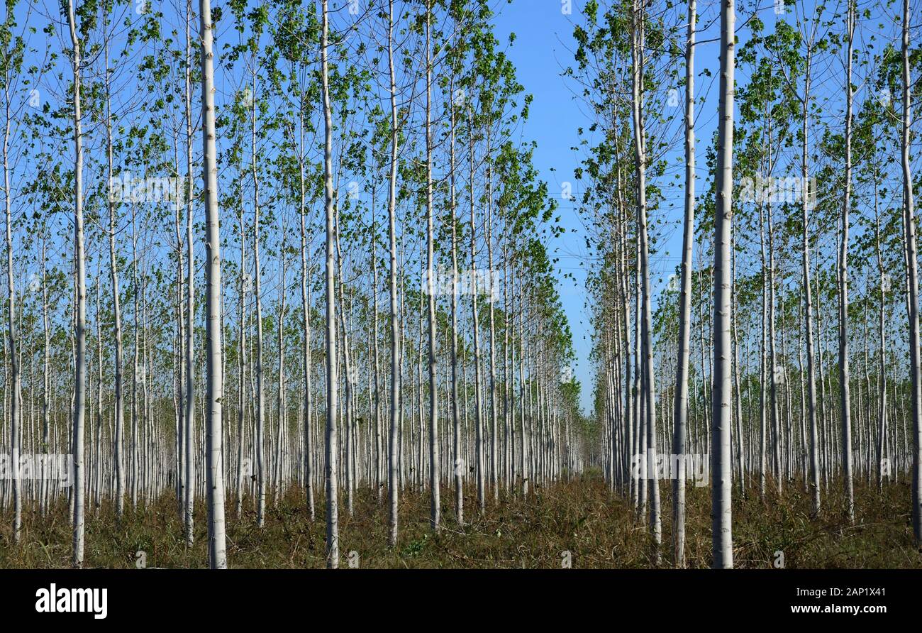 Many young trees seem to form an almost impenetrable barrier Stock ...
