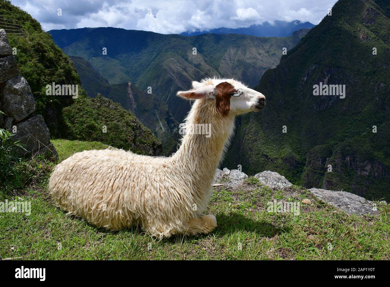 Lama (Lama glama), Machu Picchu, Cusco Region, Peru, South America ...