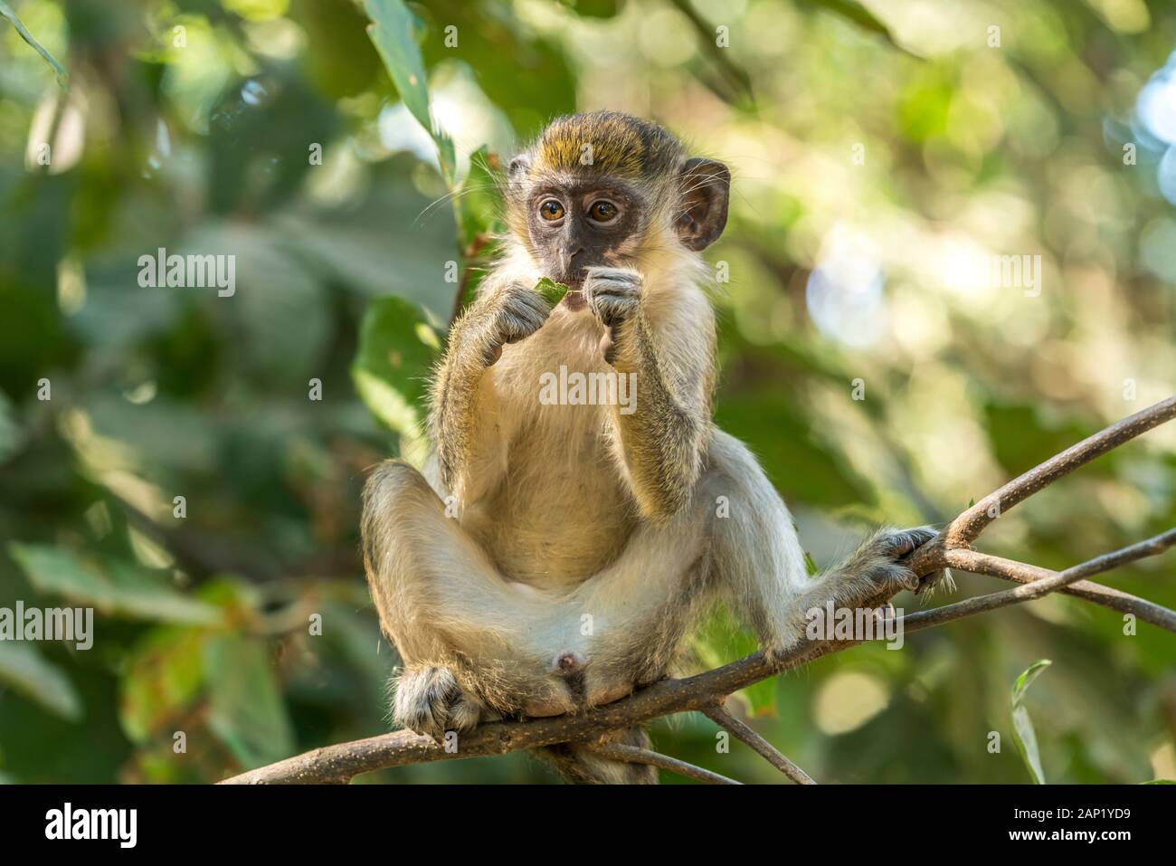 Bijilo forest park hi-res stock photography and images - Alamy