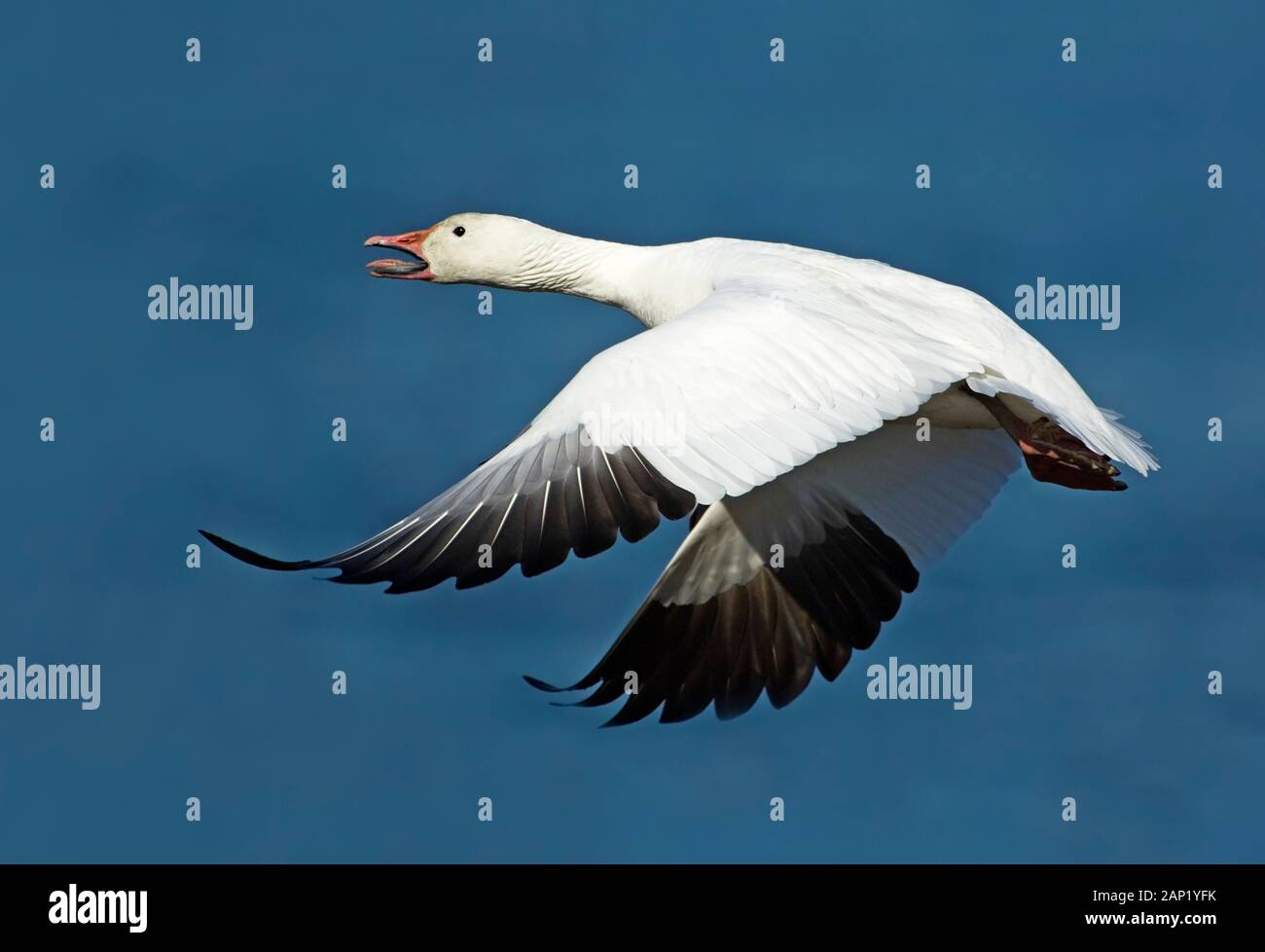 Goose calling hi-res stock photography and images - Alamy