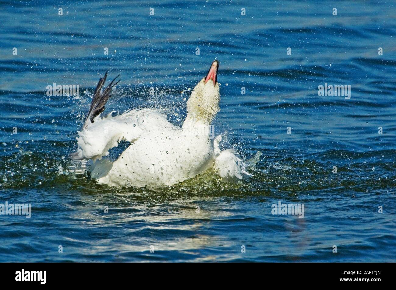 Snow goose bathing Stock Photo - Alamy