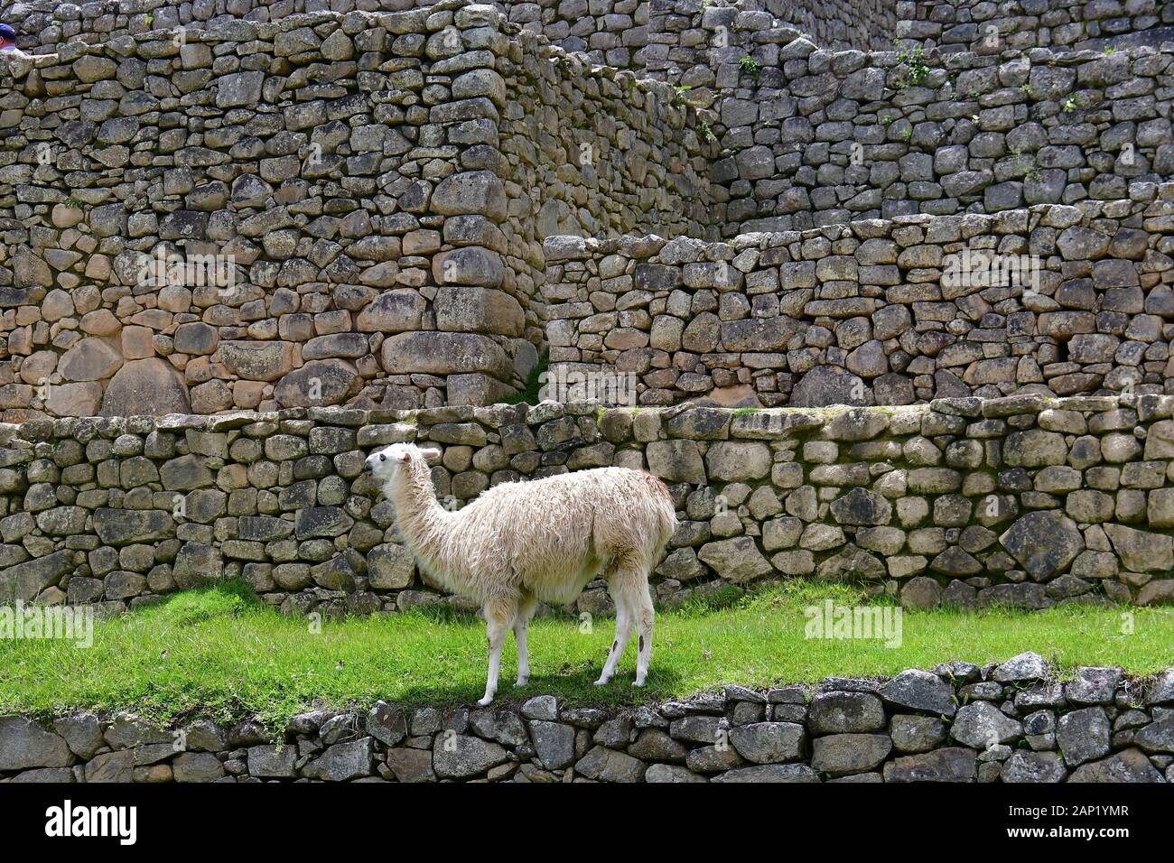 Lama (Lama glama), Machu Picchu, Cusco Region, Peru, South America ...