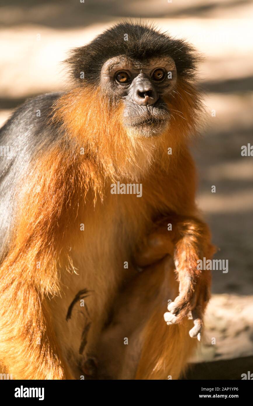Temminck-Stummelaffe Piliocolobus temminckii, Bijilo Forest Park ...