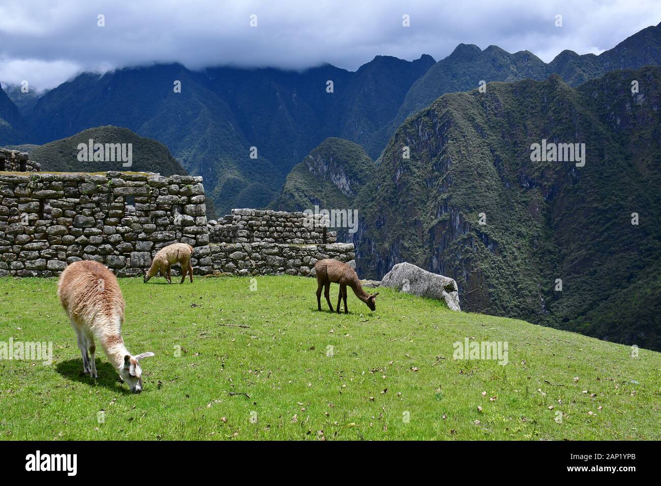 Lamas (Lama glama), Machu Picchu, Cusco Region, Peru, South America ...