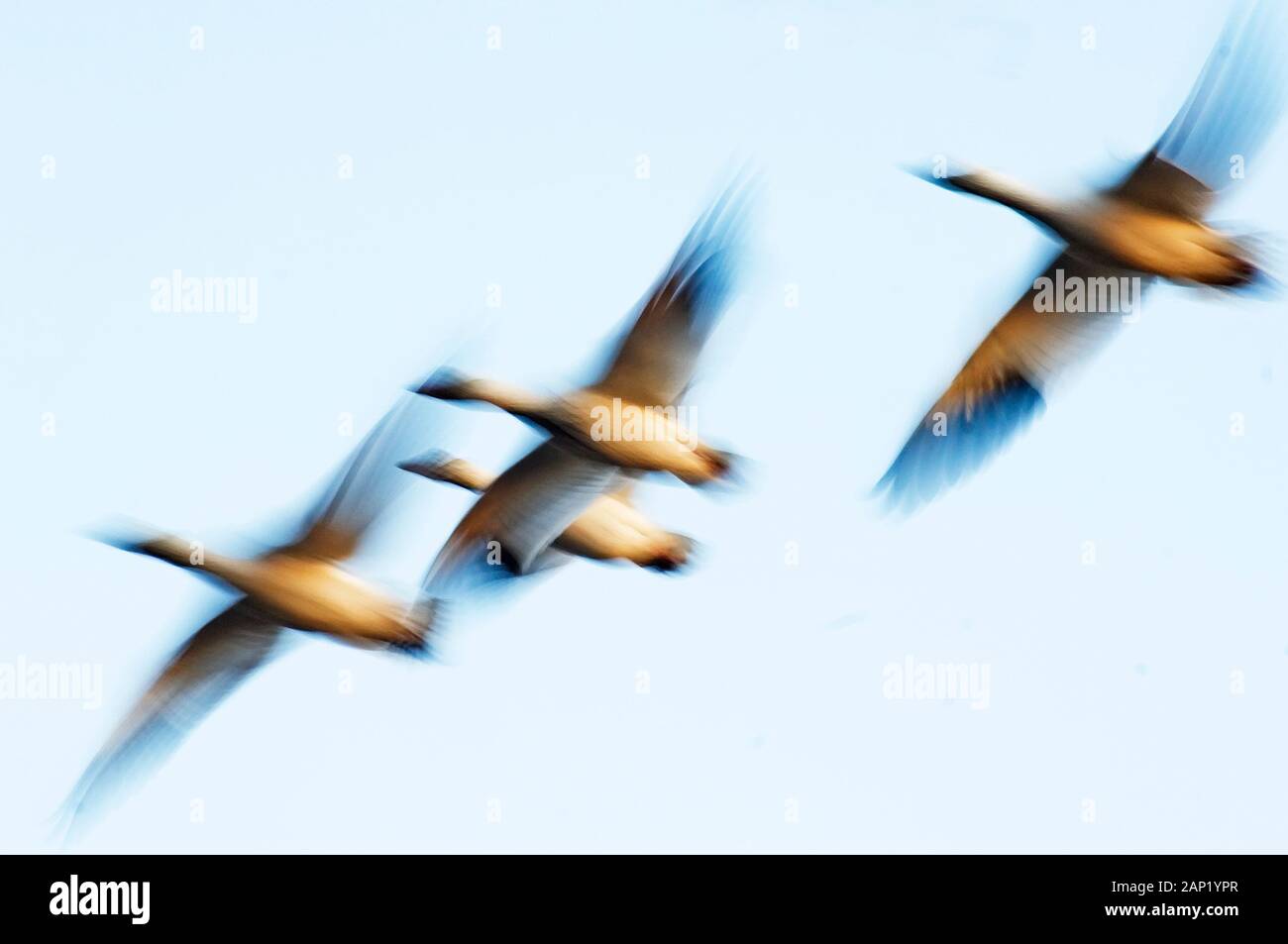 Flying birds abstract hi-res stock photography and images - Alamy