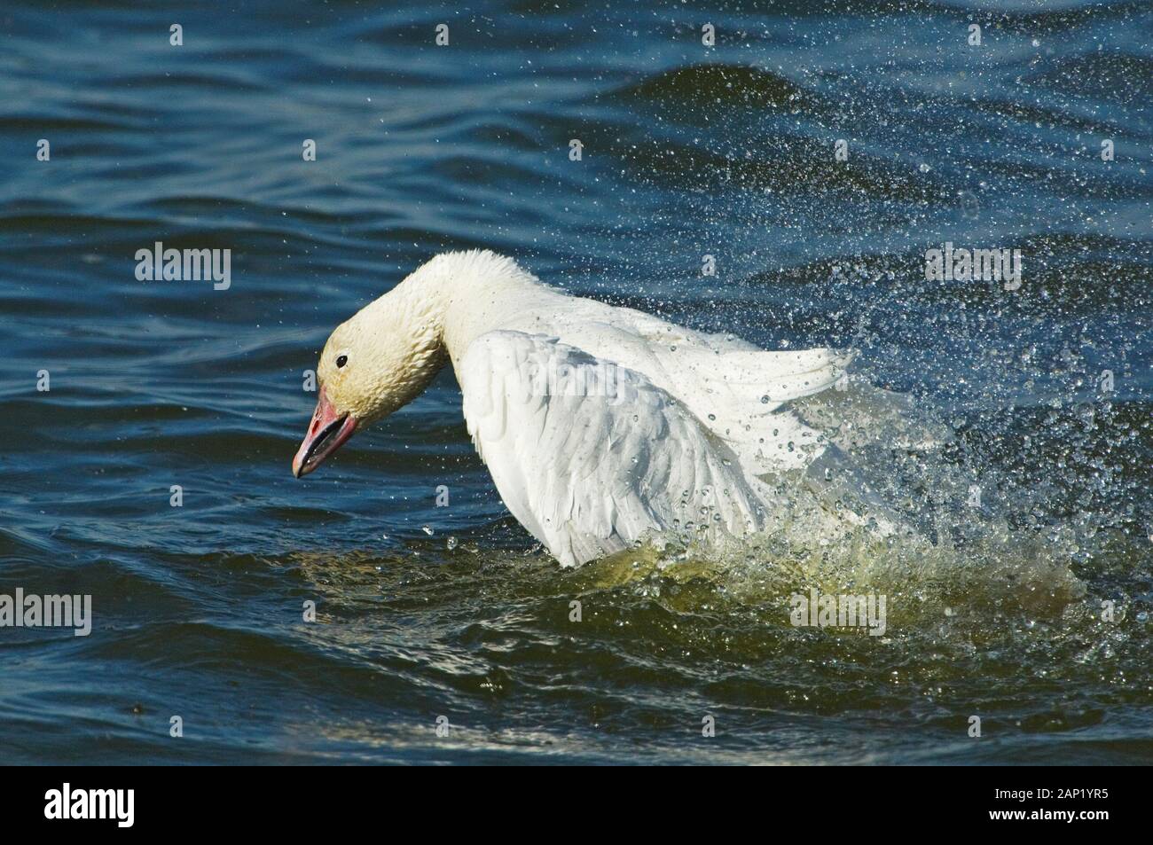 Snow goose bathing Stock Photo - Alamy