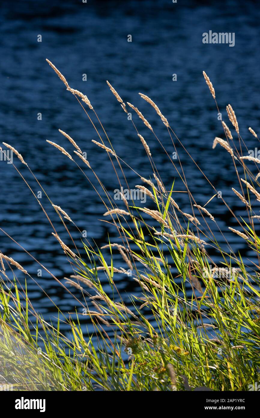 Bulrushes by pond hi-res stock photography and images - Alamy