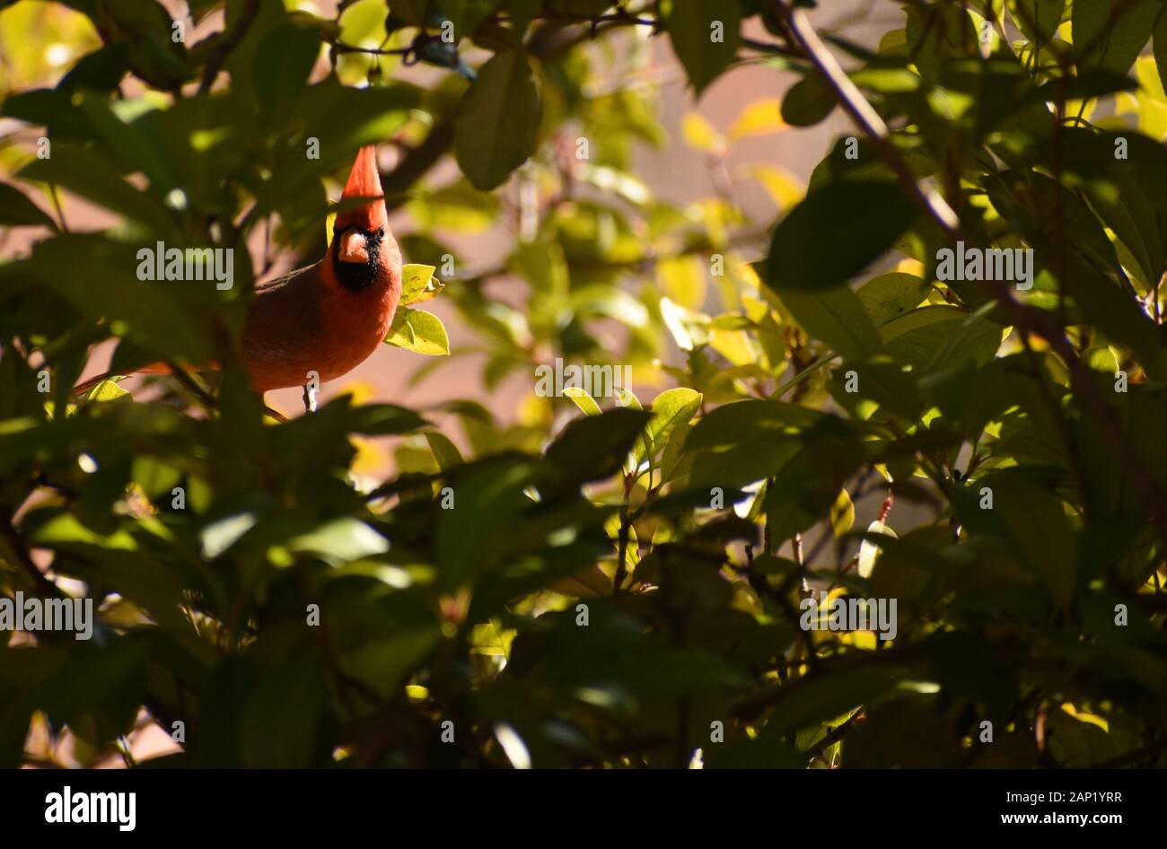 Arizona cardinal hi-res stock photography and images - Alamy