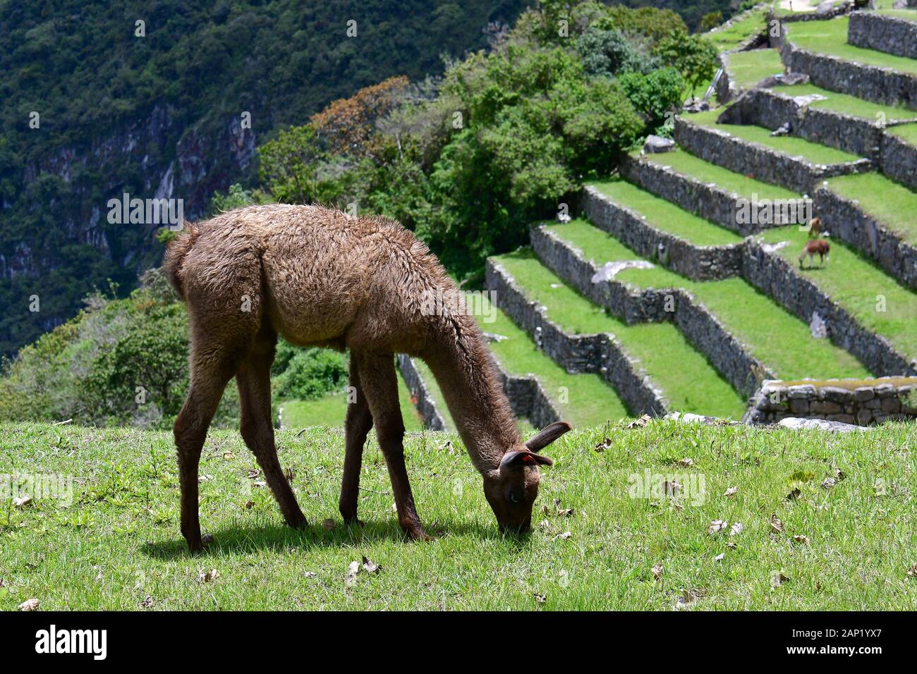 Lama (Lama glama), Machu Picchu, Cusco Region, Peru, South America ...
