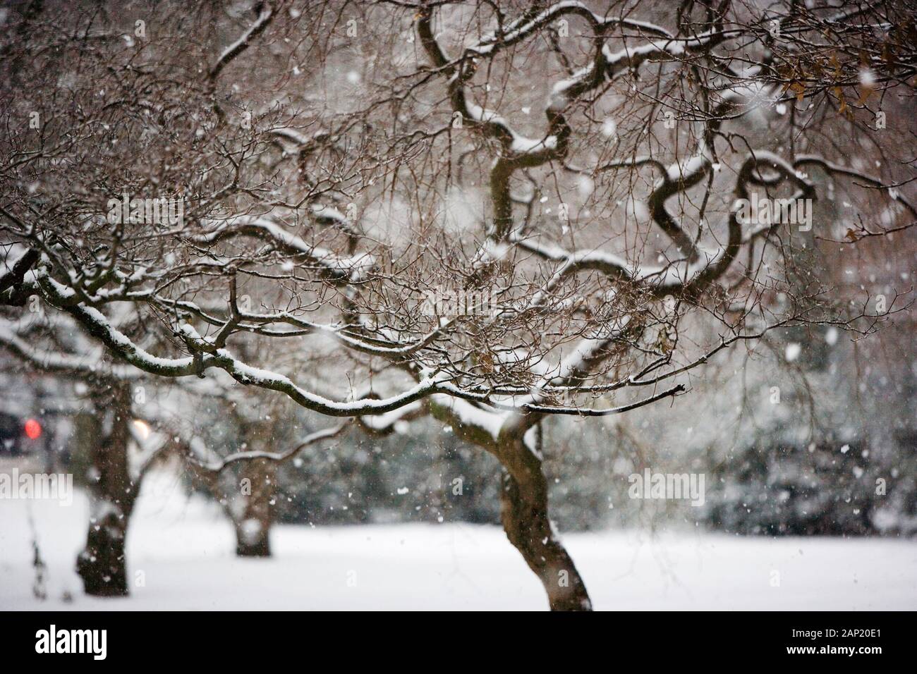 Beautiful Japanese maple branches covered in snow during a winter storm ...