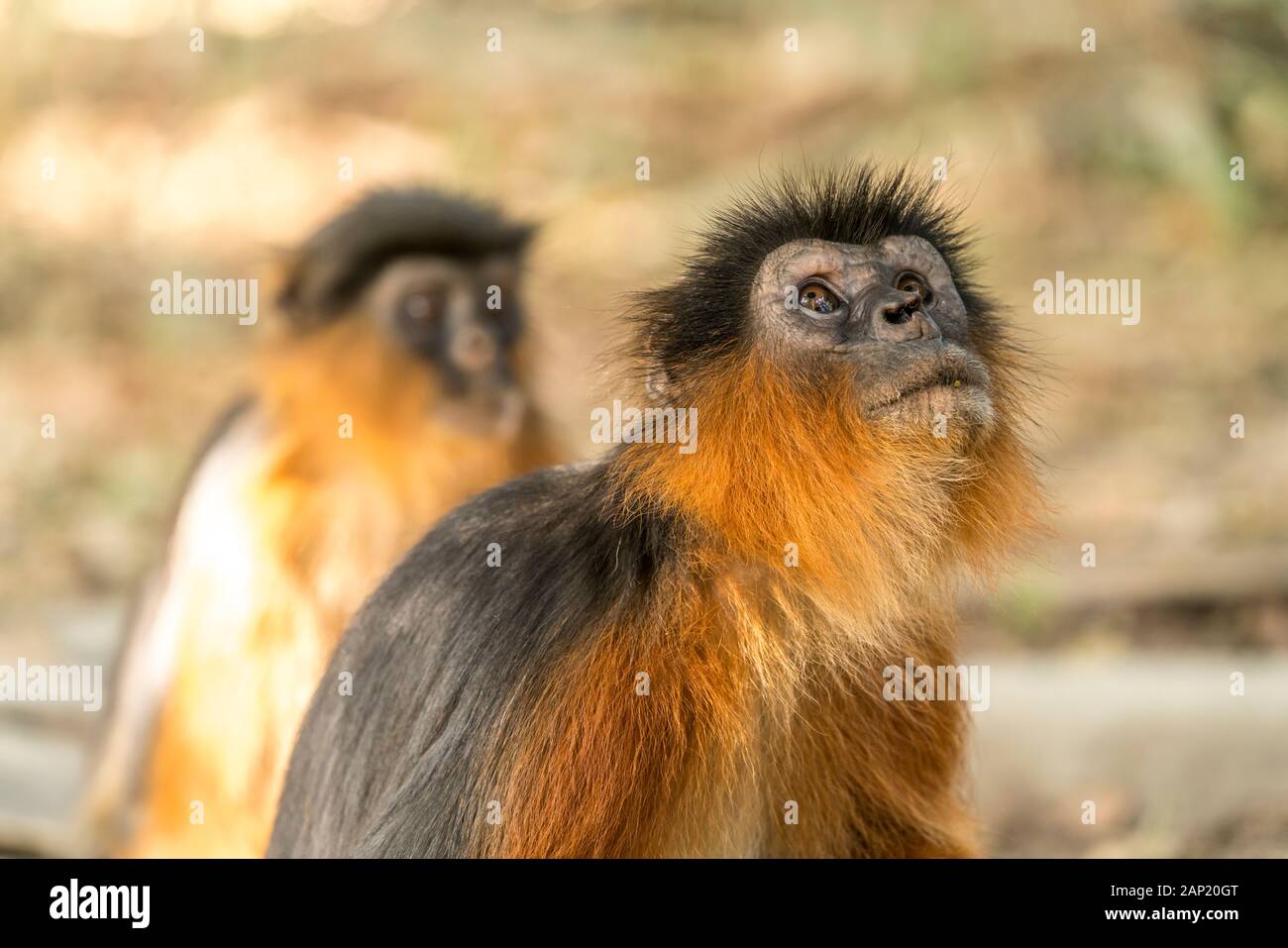 Temmincks red colobus hi-res stock photography and images - Alamy