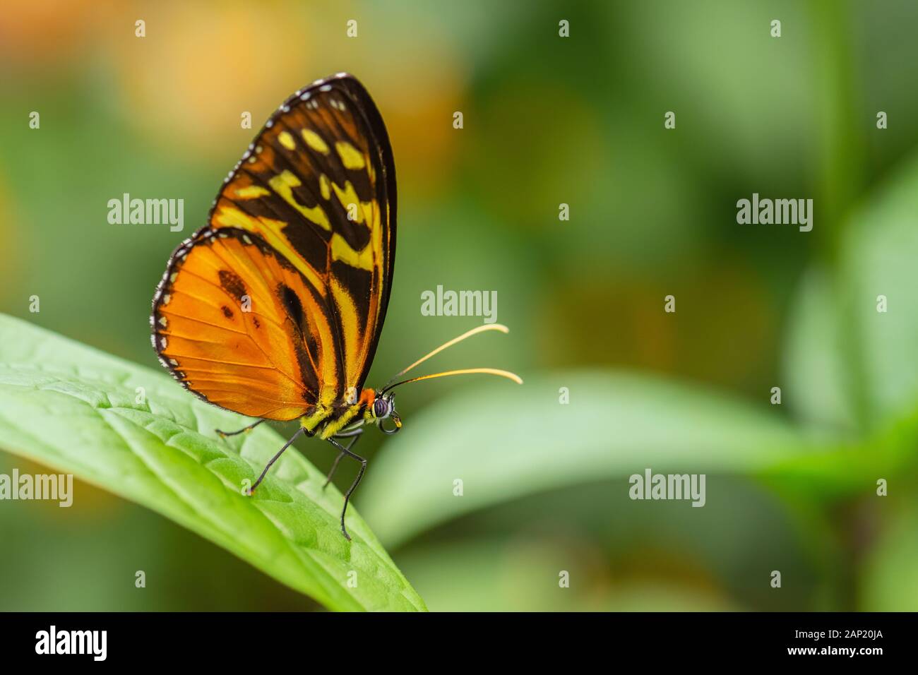 Mimicry tiger hi-res stock photography and images - Alamy