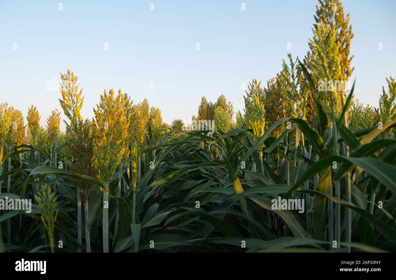 Sorghum named also jowari, millet, milo or durra Stock Photo - Alamy