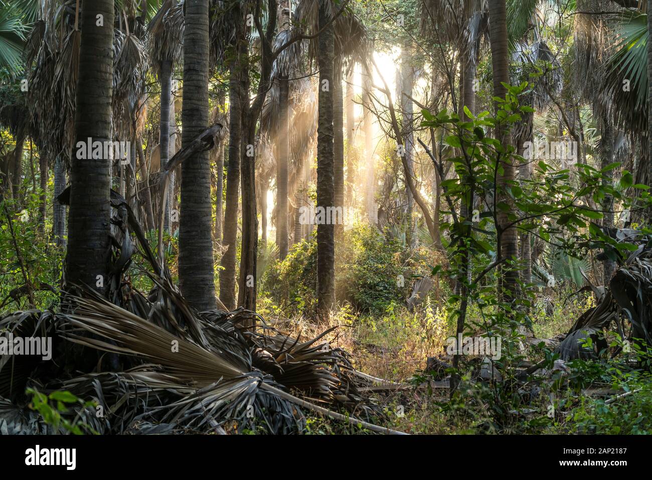 Sonnenstrahlen im Urwald, Bijilo Forest Park, Bijilo, Gambia ...