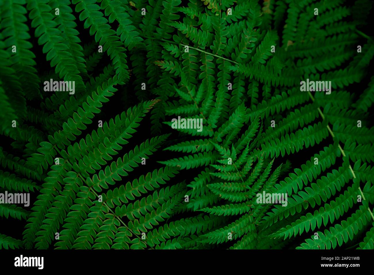 Common polypody (polypodium vulgare). Dark green fern fronds. Botanical ...
