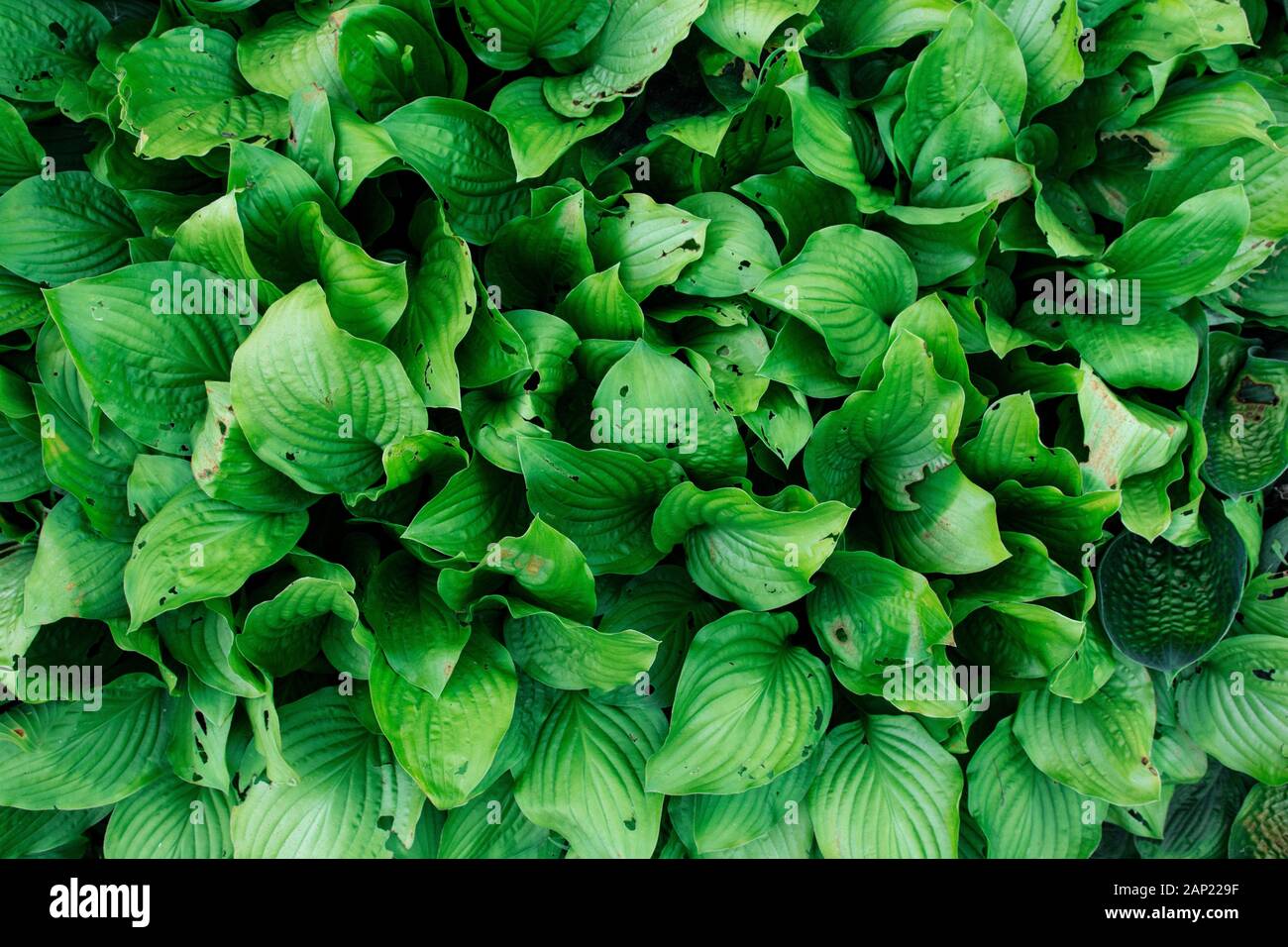 Top view of green leaves. Flat lay. Leaf texture background. Nature ...