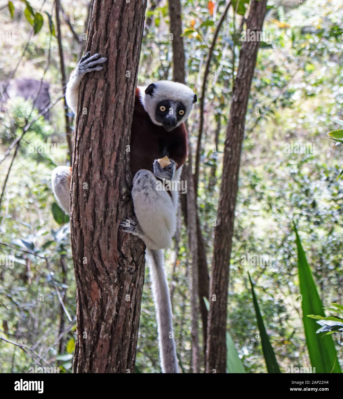 Coquerel’s sifaka, endemic to Madagascar Stock Photo - Alamy