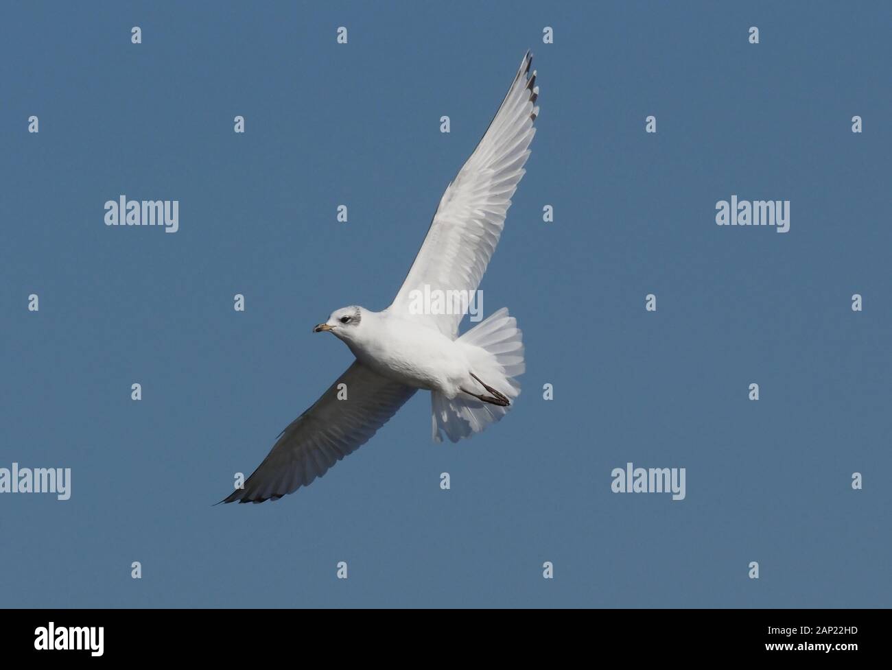 Mediterranean Gull in flight Stock Photo - Alamy
