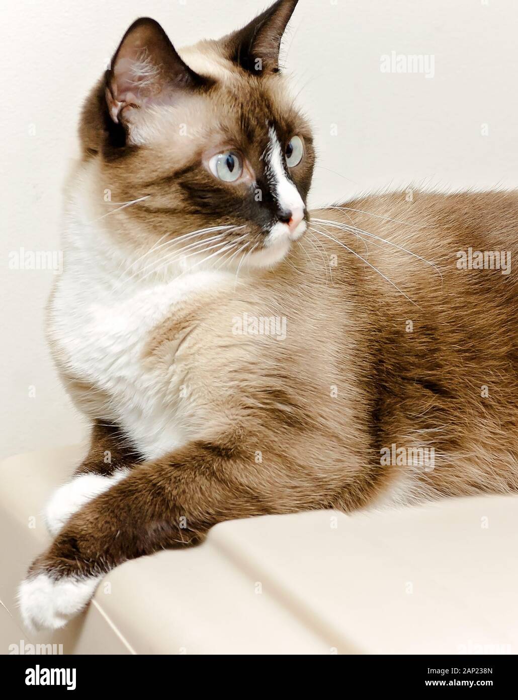 Female siamese cat hi-res stock photography and images - Alamy