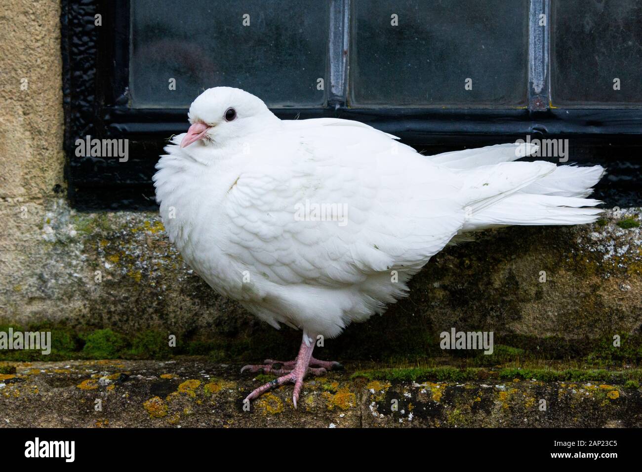 A white dove perching on a window sill Stock Photo - Alamy