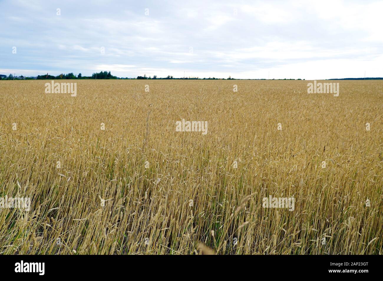 Closeup cropped image of a golden field of wheat Stock Photo - Alamy