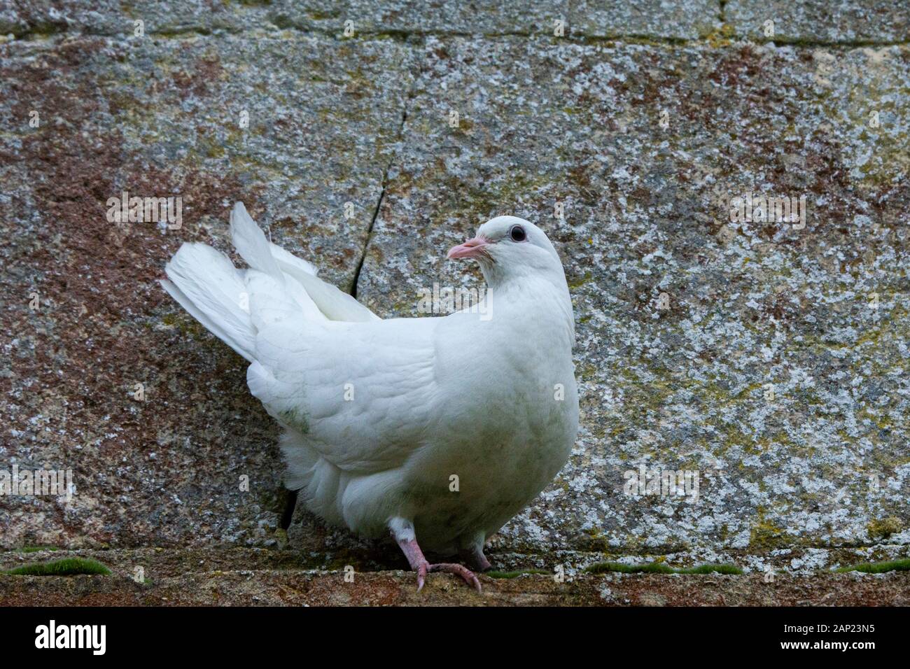A white dove perching on a lintel above a door Stock Photo - Alamy