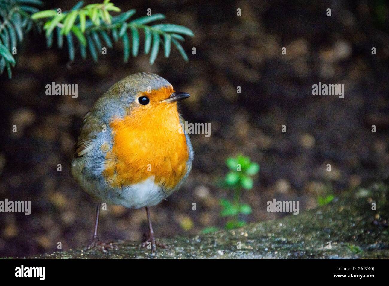 A robin (Erithacus rubecula Stock Photo - Alamy