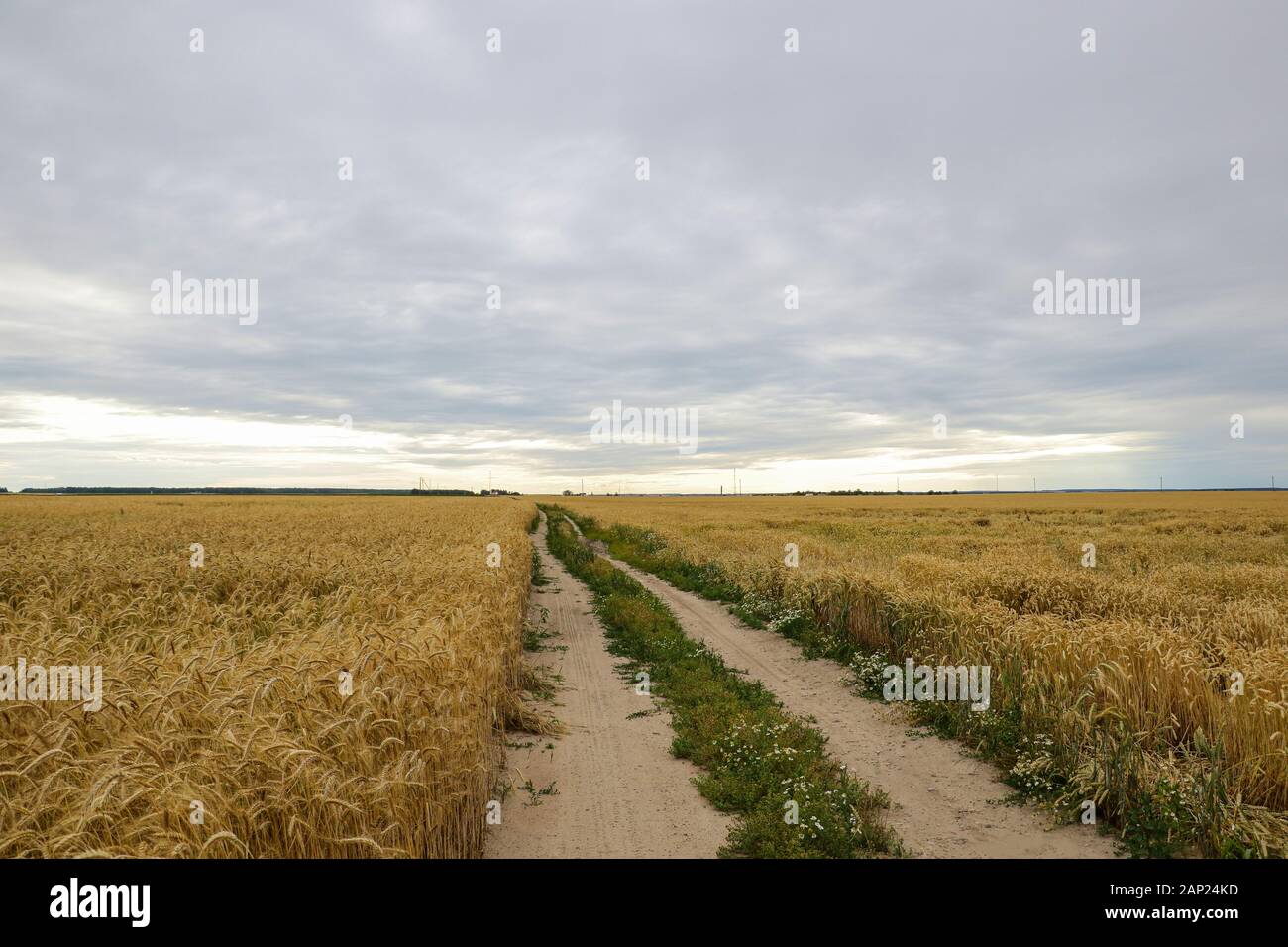 View of a field road along yellow fields of wheat Stock Photo - Alamy