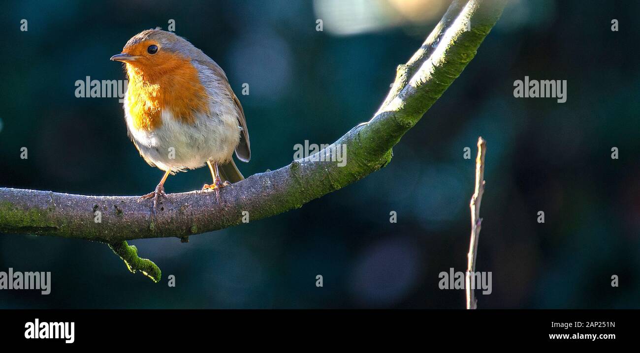 A Beautiful Robin Perching on a Branch in an Apple Tree Looking for ...