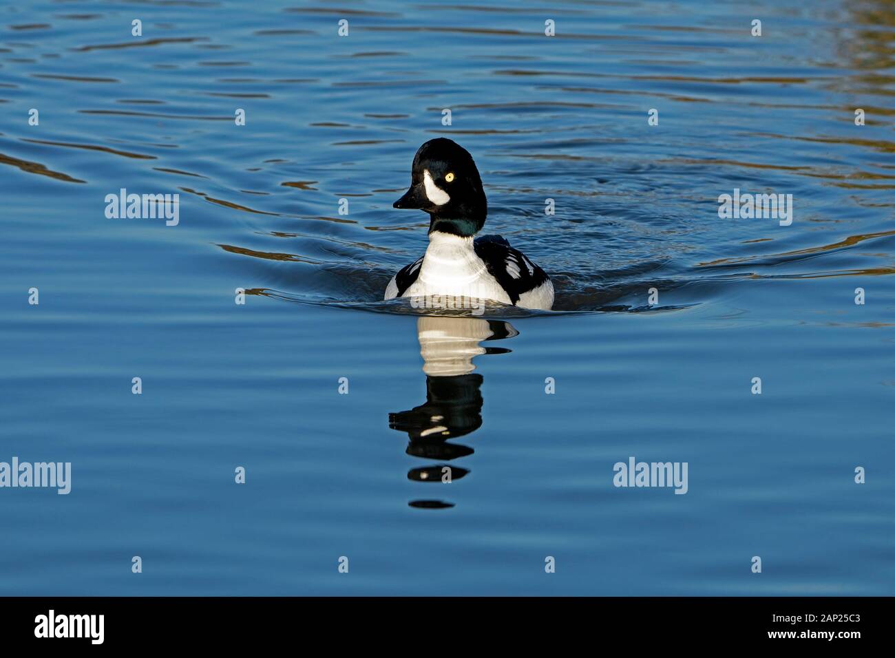 Male Goldeneye-Bucephala clangula. Spring. Uk Stock Photo - Alamy