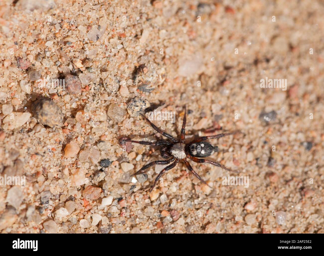 Ground spider (Callilepis nocturna Stock Photo - Alamy