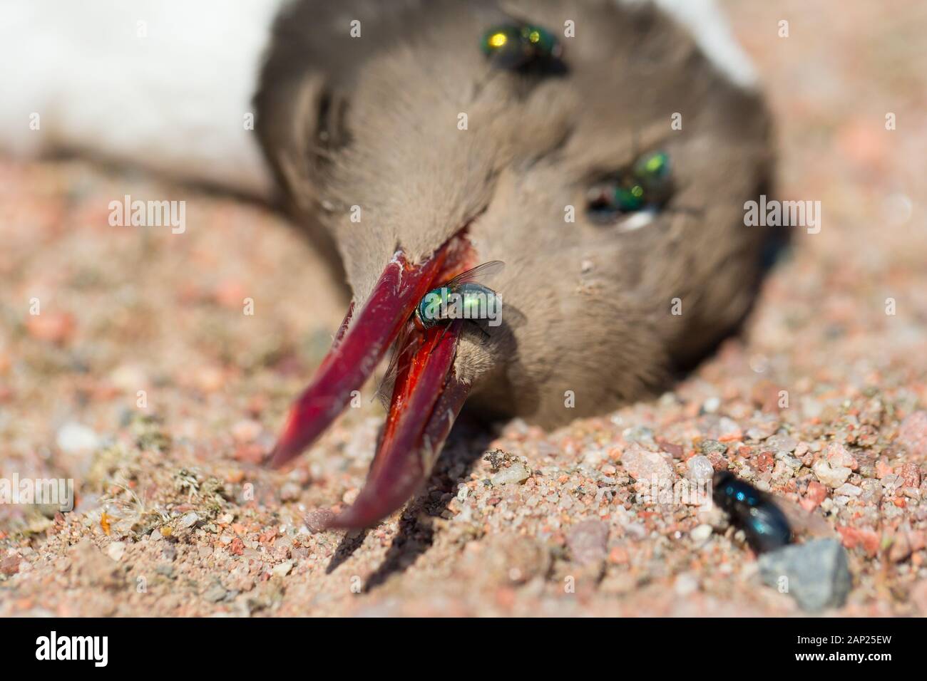 Green-bottle carrion fly Stock Photo - Alamy