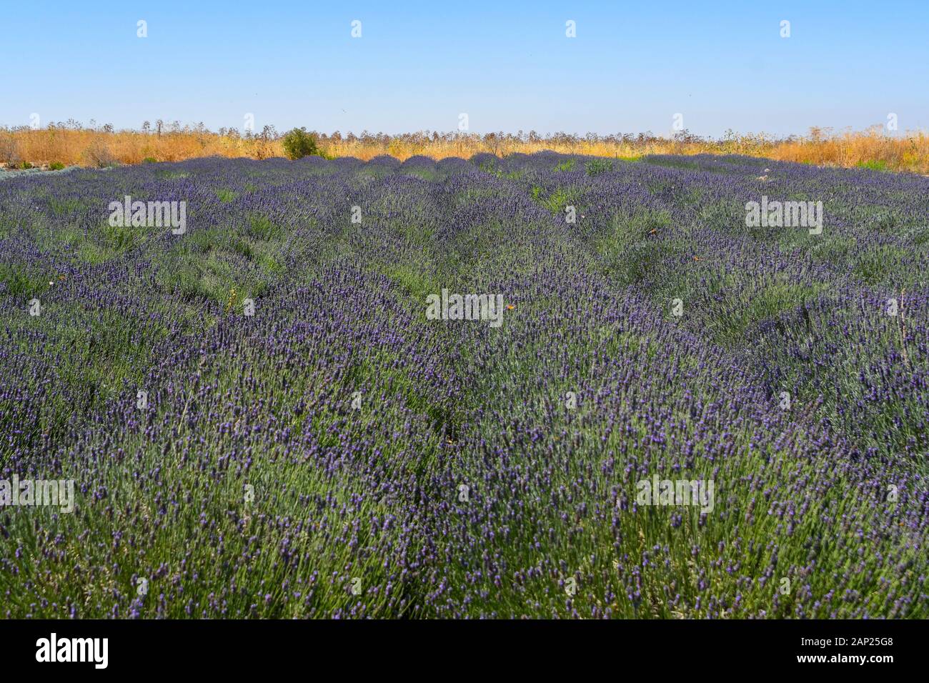 endless flowering Lavender fields. Photographed in the Golan Heights ...