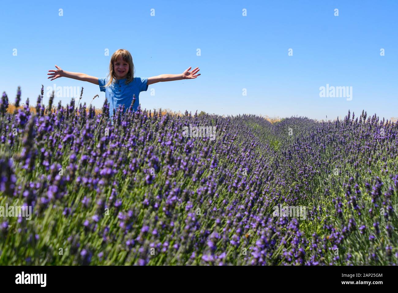 Young girl has fun in a lavender field Photographed in Golan Heights ...