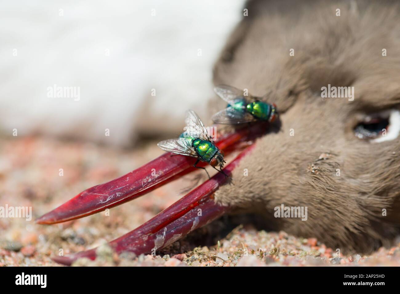 Carrion Fly High Resolution Stock Photography and Images - Alamy