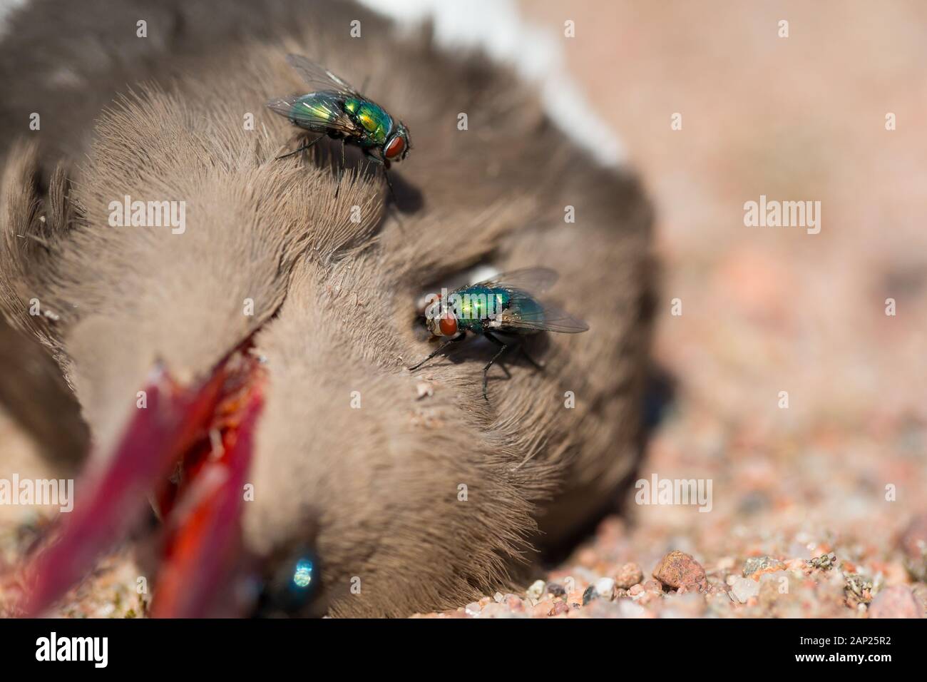 Green-bottle carrion fly Stock Photo - Alamy