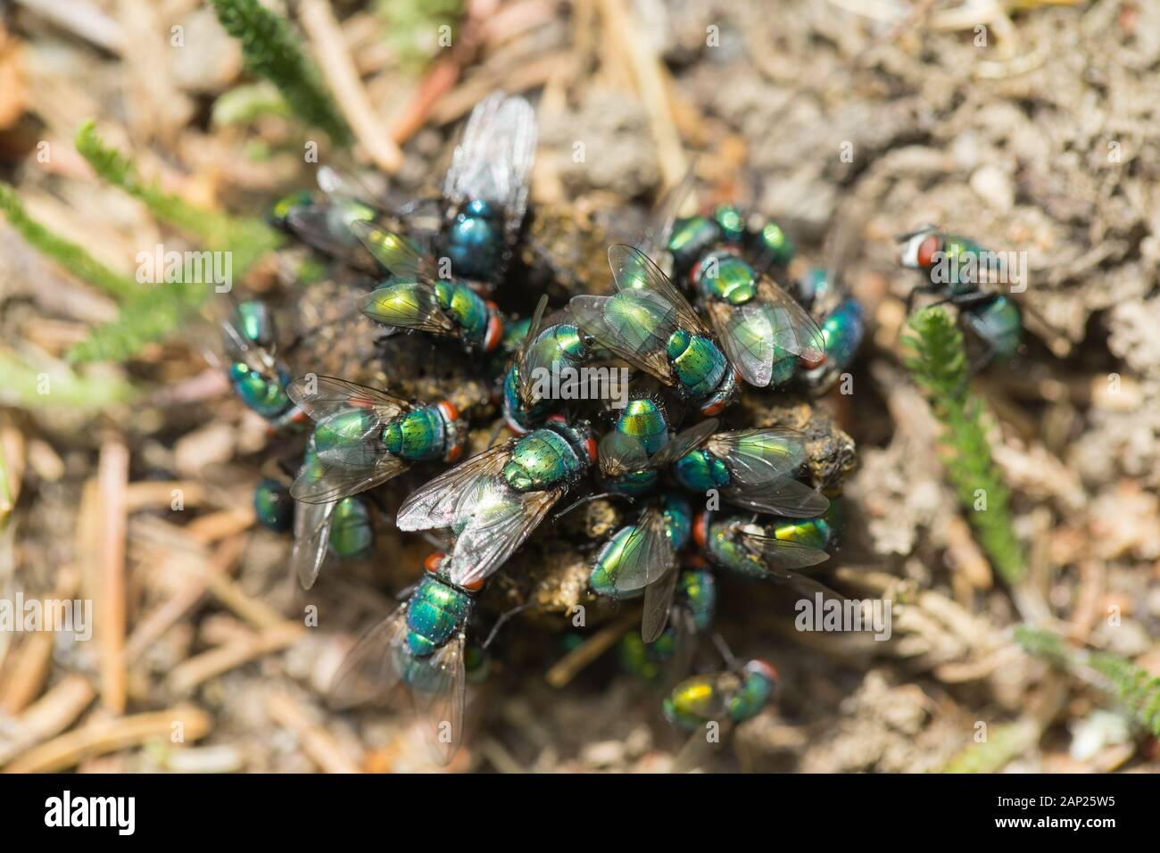 Carrion fly hi-res stock photography and images - Alamy