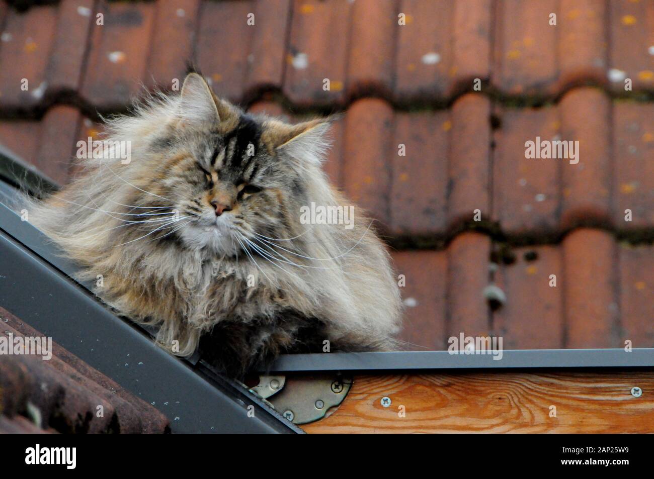curious neighbour's cat Stock Photo - Alamy