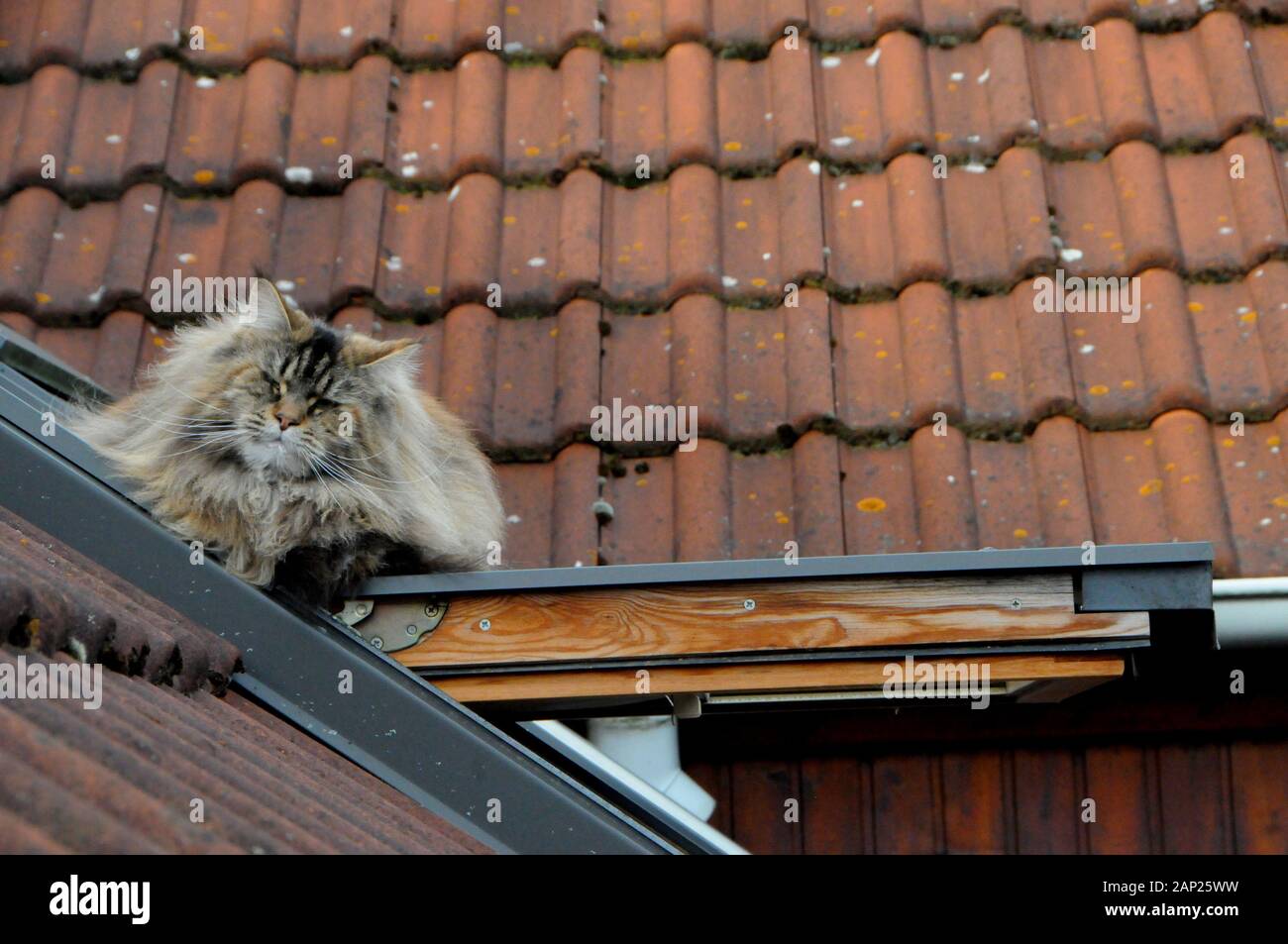 curious neighbour's cat Stock Photo - Alamy