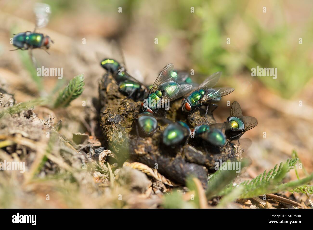 Carrion fly hi-res stock photography and images - Alamy