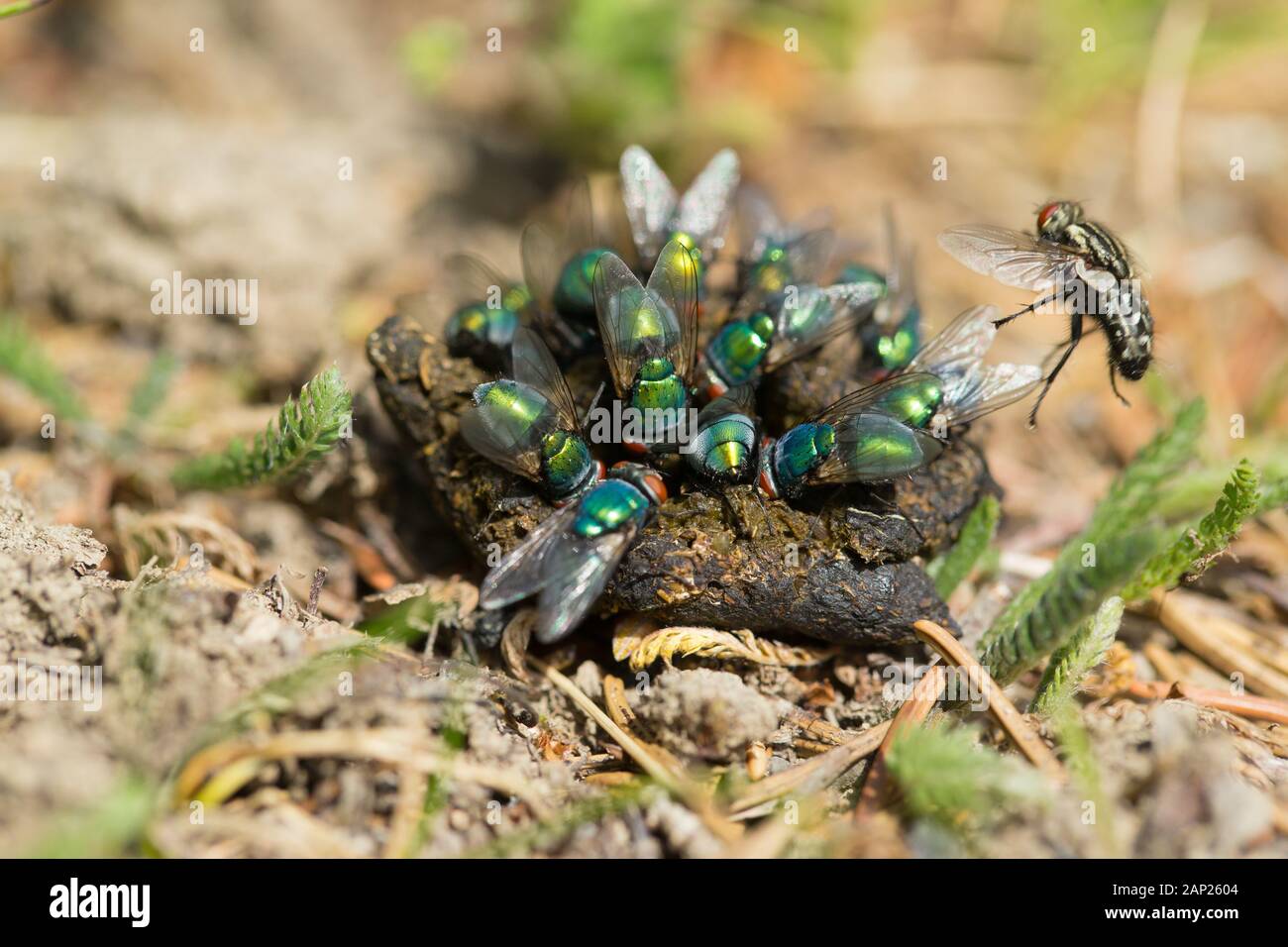 Green-bottle carrion fly Stock Photo - Alamy