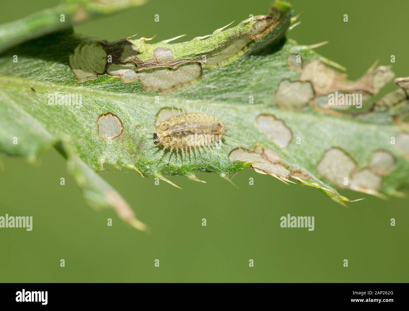 Larvae of tortoise beetle hi-res stock photography and images - Alamy